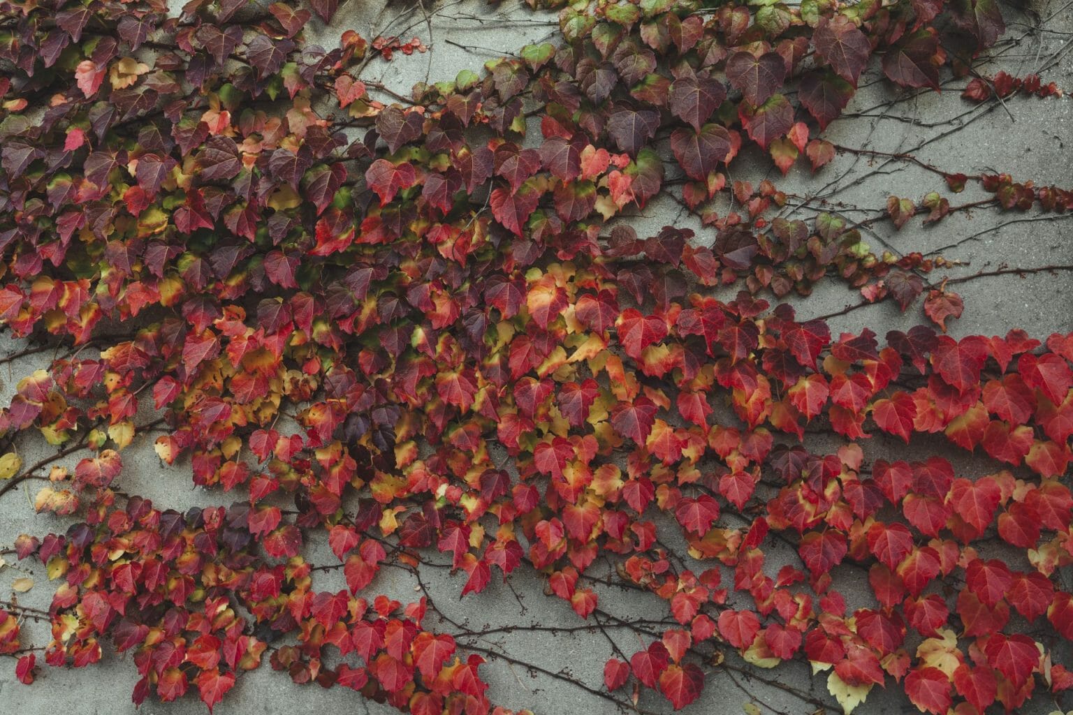 4 Ideas for your Fall Landscape Design - Pezza Landscape, Inc.