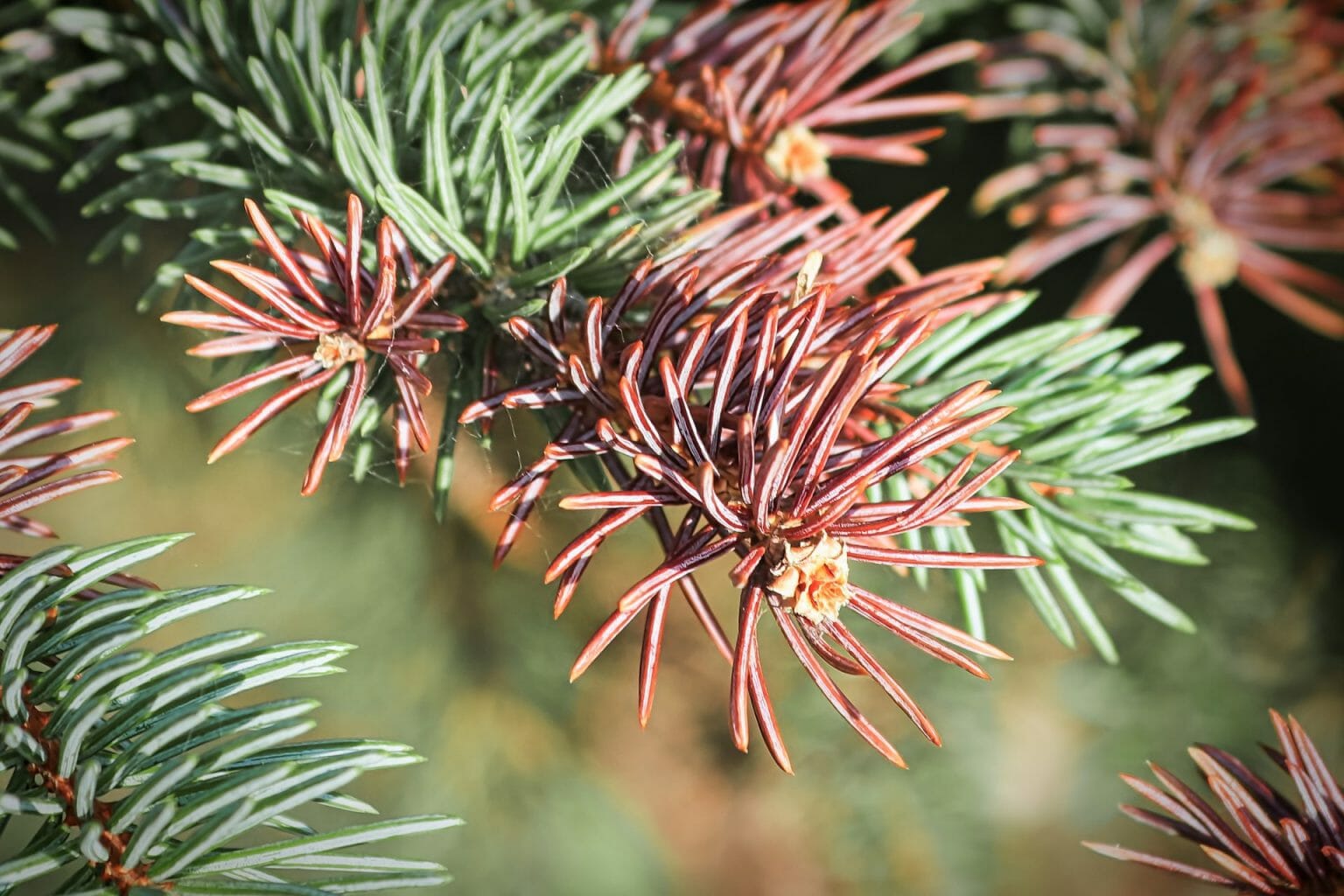 Canker, Scale, and Needle Cast Control for Trees and Shrubs - Pezza ...