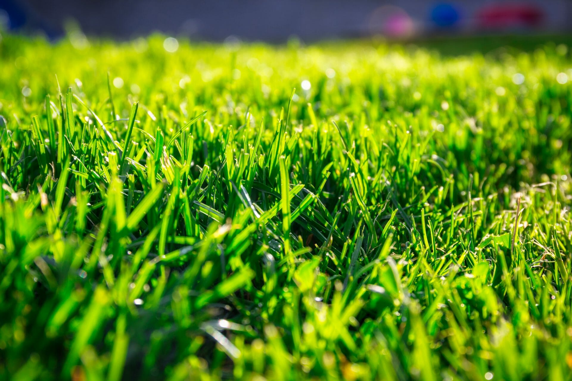 Healthy Green Grass? Coming Right Up - Pezza Landscape, Inc.