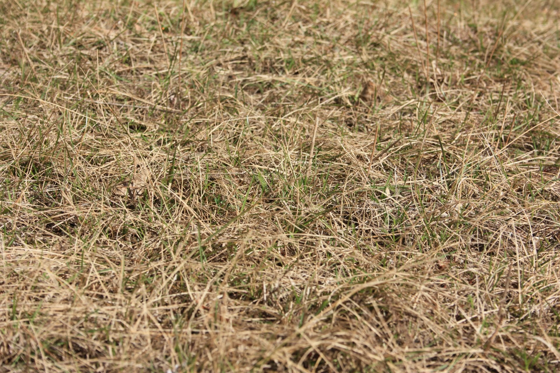 Lush and Green: Restoring Your Lawn to its Former Glory - Pezza ...