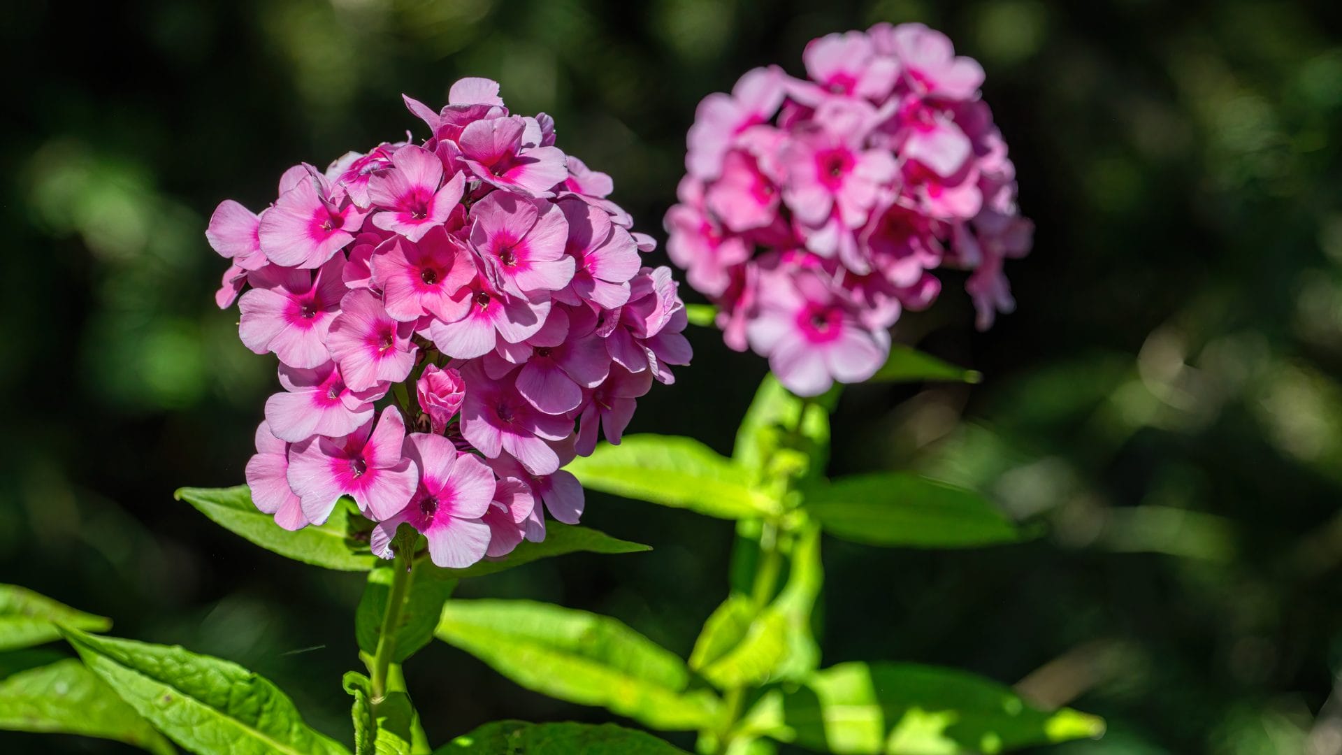 Going Native: The Benefits of Planting Native Species in Your Landscape ...