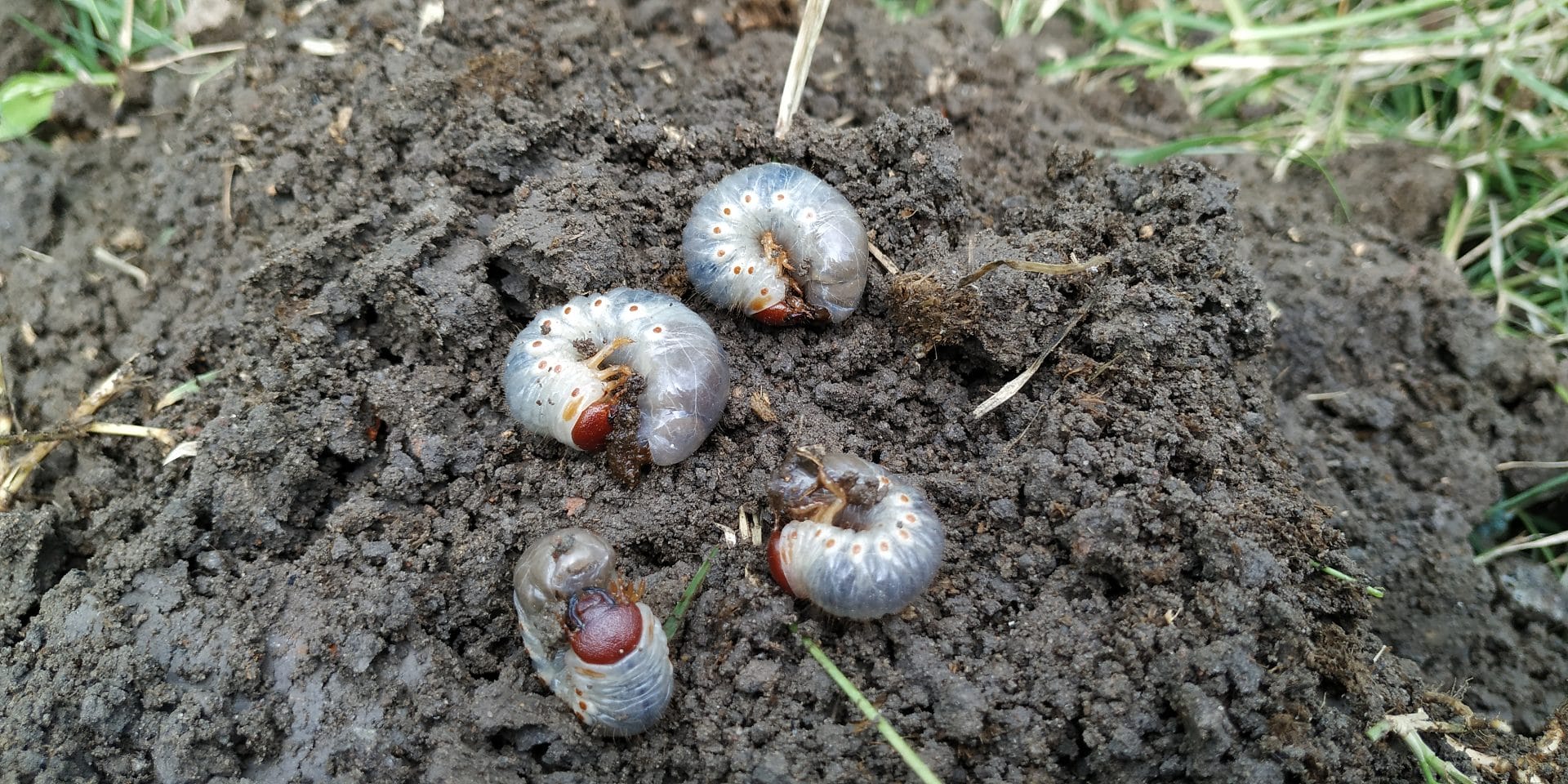 Integrated Pest Management: Protecting Your Landscape Safely and ...
