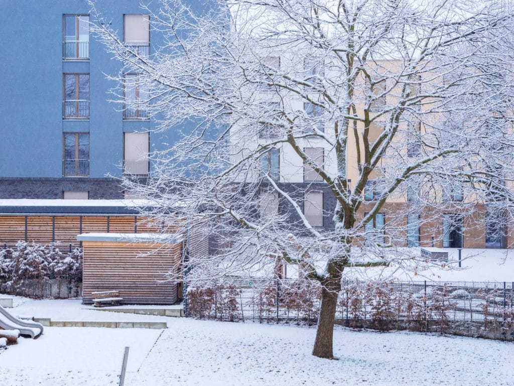 Winter Tree Pruning and Care: Keeping Your Trees Healthy - Pezza ...